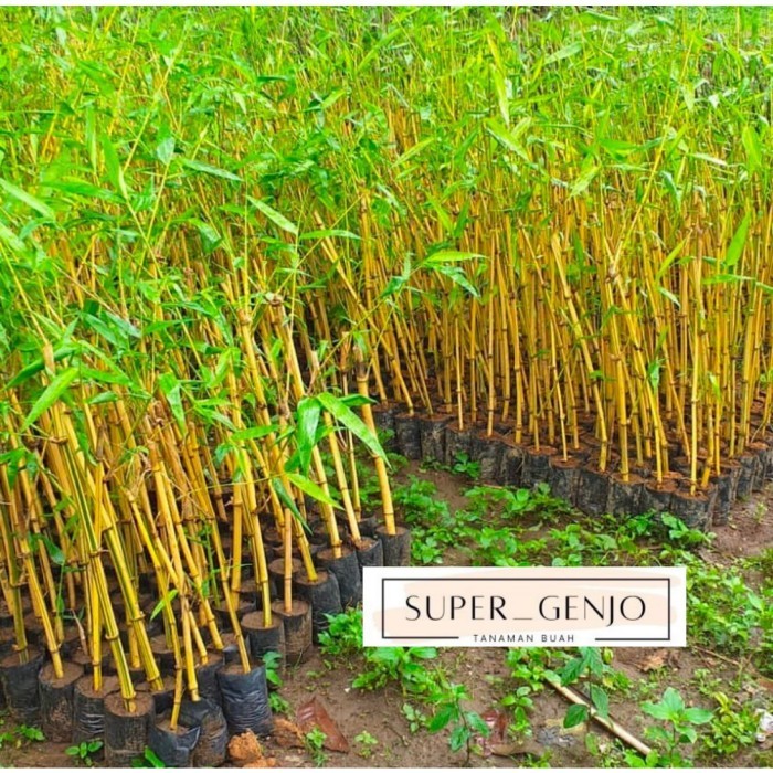 Jual Bibit Tanaman Hias Bambu Kuning Mini / Bambu Jepang Super 70cm ...