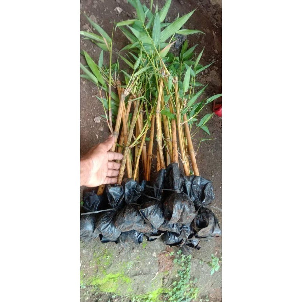 Jual Bibit bambu kuning berbonggol siap tanam | Shopee Indonesia