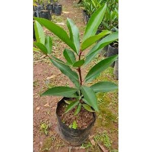 Jual Bibit Lampeni - Tanaman Herbal Lempeni (Ardisia elliptica ...