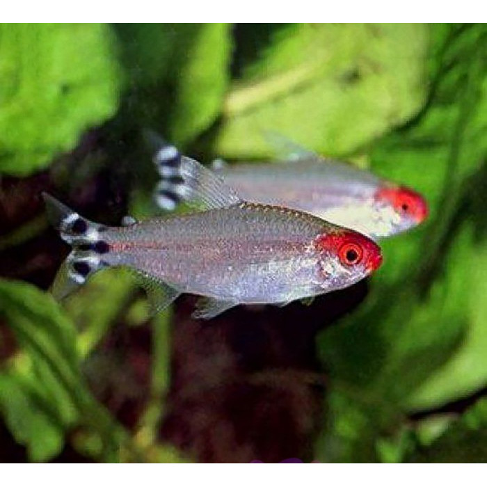 Jual Ikan Red Nose Tetra / Ikan Hias Air Tawar / Ikan Hias Aquascape ...