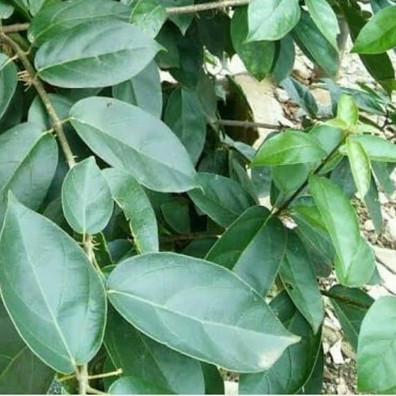 Jual New Promo Daun cincau segar per 10 lembar A.L.H | Shopee Indonesia