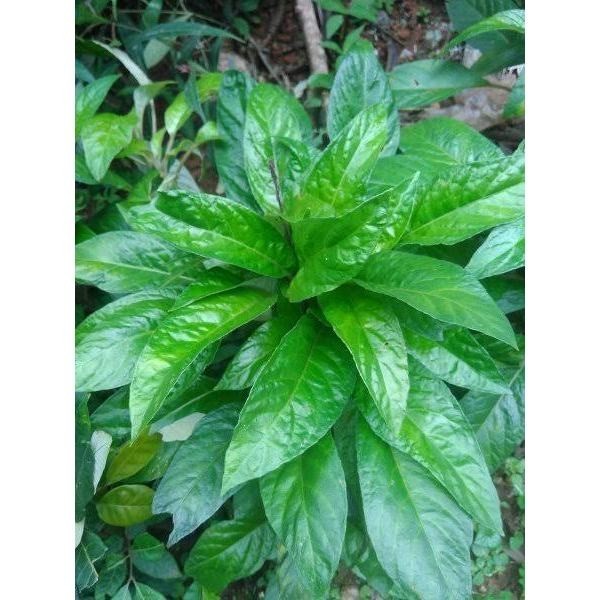 Jual paket bibit daun reundeu isi 10 pohon-daun reundeu lalaban sunda ...