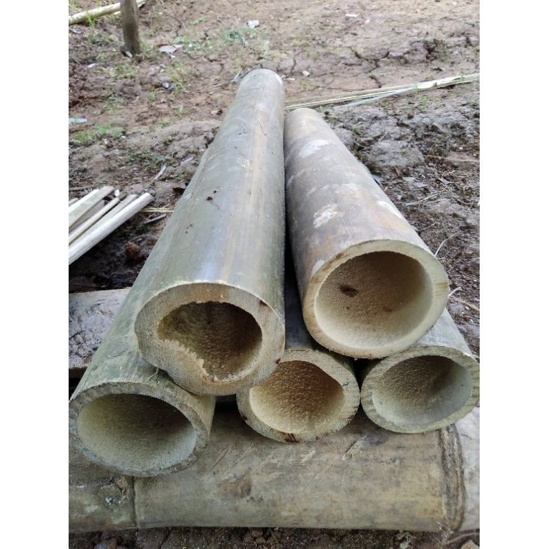 Jual Promo POTONGAN BAMBU PANJANG 50 CM BAMBU UTUH MASIH BULAT BUAT ...