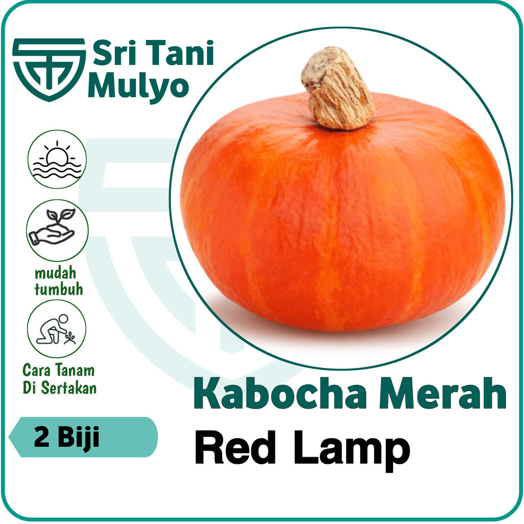Jual 2 Biji - Benih Labu Merah RED LAMP F1 - Bibit Tanaman Buah Buahan ...