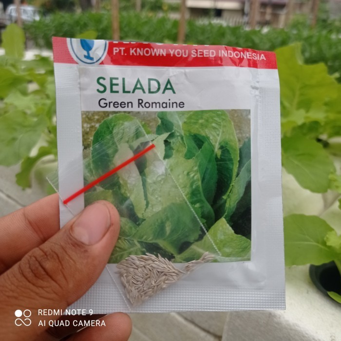 Jual Benih Bibit Selada Green Romaine Known You Seed Kemasan Repack TERBARU | Shopee Indonesia