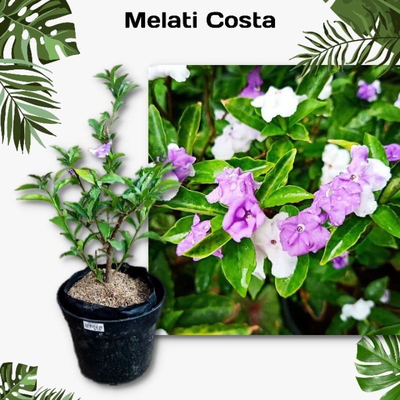 Jual Tanaman Hias Bunga Melati Kosta / Costa Melati Wangi | Shopee ...