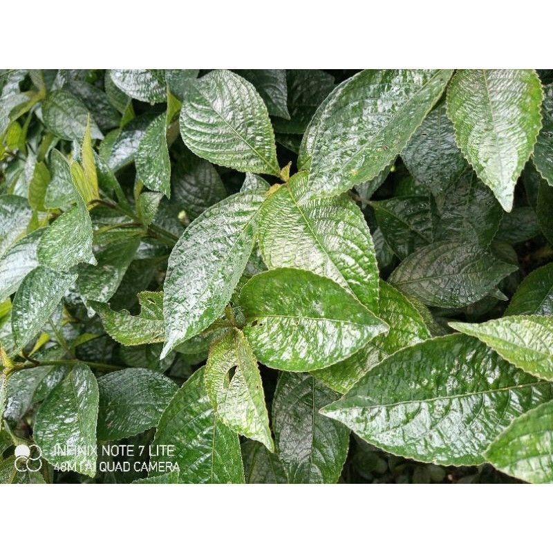 Jual COD - COD Daun keji beling atau pecah beling segar 500gram/1 kg ...