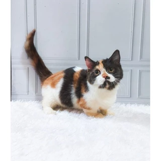 Jual Kucing Munchkin Harga Terbaru April 2025 | Shopee Indonesia