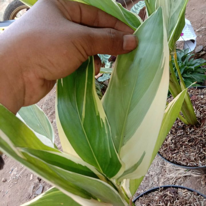 Jual tanaman pisang ppisangan varigata - helicornia varigata | Shopee ...