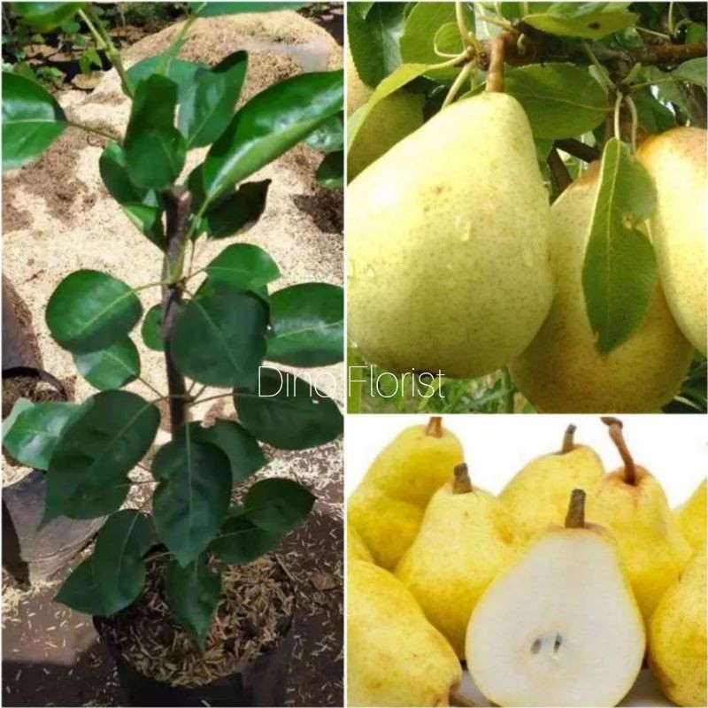 Jual Bibit Tanaman Buah Pir Kuning - Pir Asia ( Hasil Cangkok ...