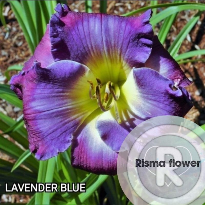 Jual For sale!!Tanaman hias pohon day Lily blue lavender / bunga day ...