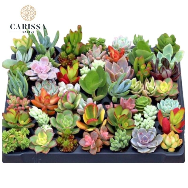 Jual paket bunga sukulen isi 30pcs | Shopee Indonesia