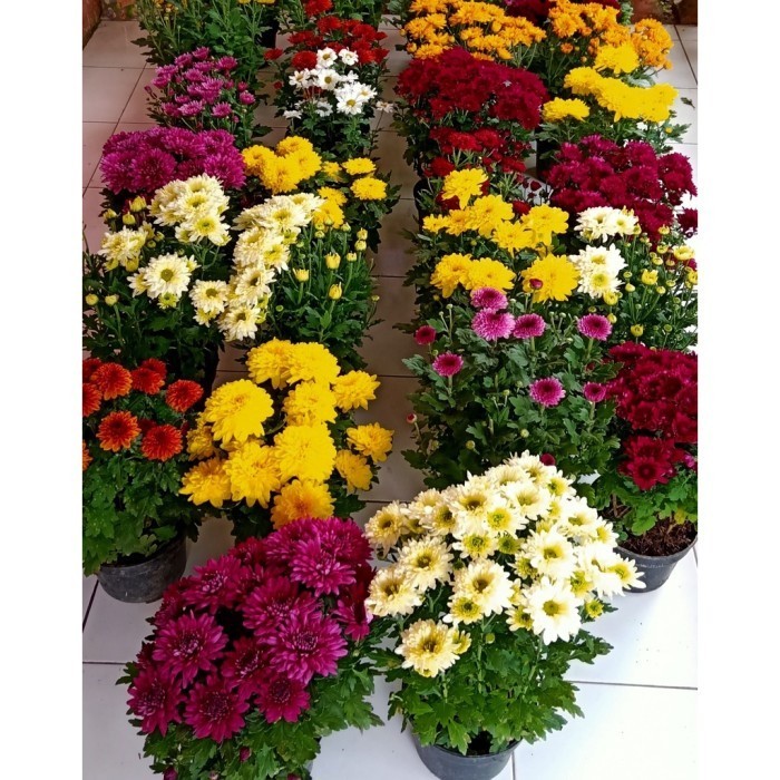 Jual Tanaman hias bunga krisan (Chrysanthemum Morifolium )1 POT isi 7-9 ...