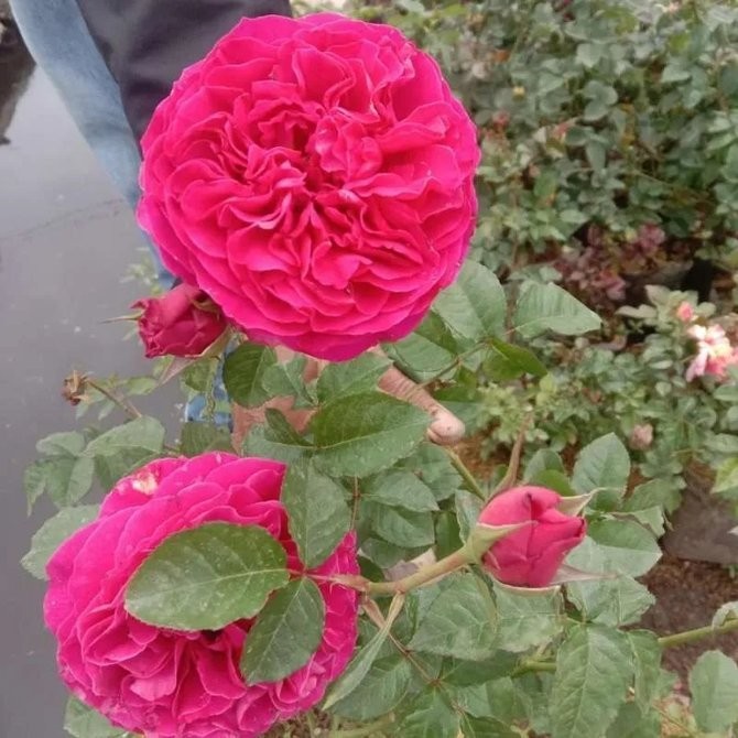 Jual Bunga Mawar Import KATE ROSE Berbunga Wangi - Tanaman Bunga Mawar ...