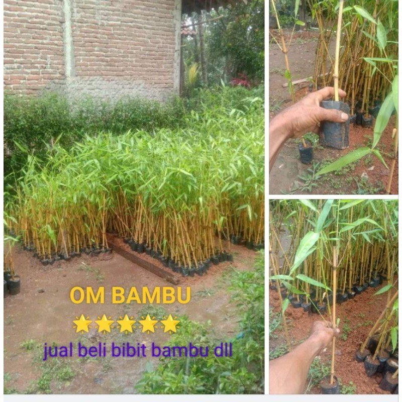 Jual BAMBU KUNING/tanaman hias bambu kuning ready reDY | Shopee Indonesia