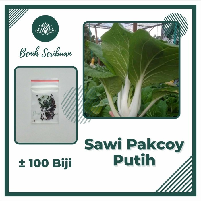 Jual 100 Bibit Sawi Pakcoy Batang Putih Benih Sayuran Pak Choy White ...