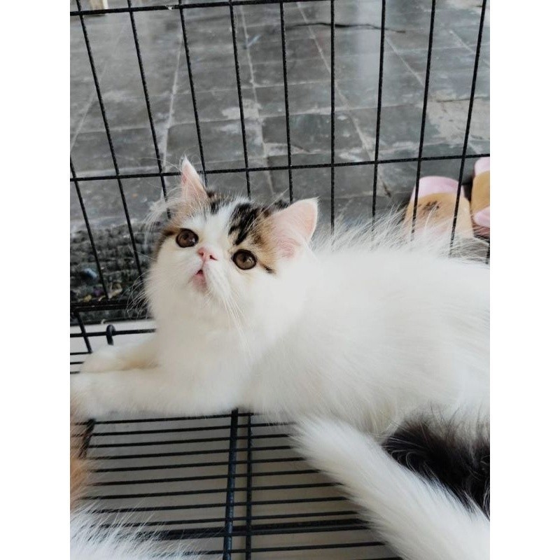 Jual KUCING PERSIA KUCING ANGGORA KUCING PEAKNOSE KUCING HIMALAYA ...