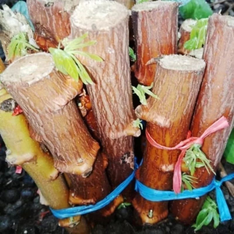 Jual COD bibit singkong benih ketela pohon bibit umbi kayu ready ready ...