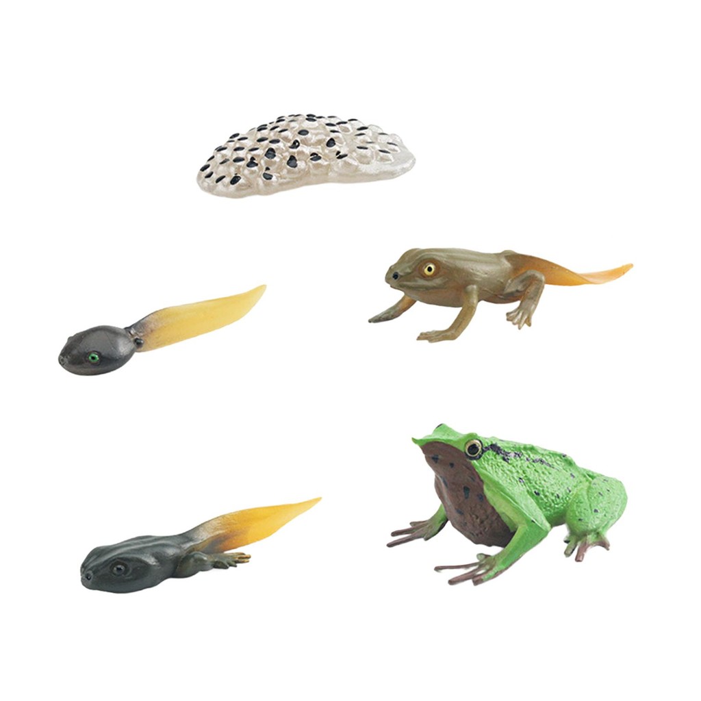 Jual Life Cycle of Frog Toys Cognitive Teaching Materials Realistic for ...