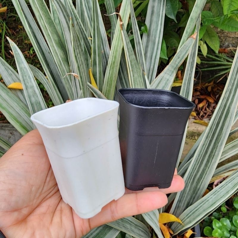 Jual HDG KOTAK SEGI UK 5 : pot bunga plastik kotak segi tinggi kecil ...