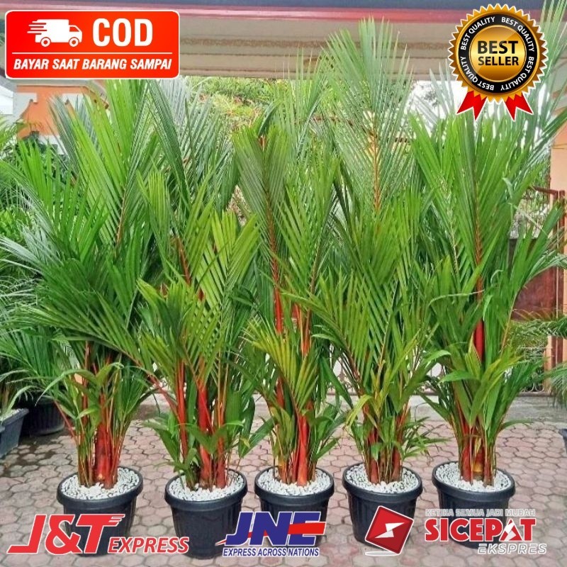 Jual ( BISA BAYAR DI TEMPAT ) TERLARIS??? TANAMAN HIAS PALEM MERAH ASLI ...