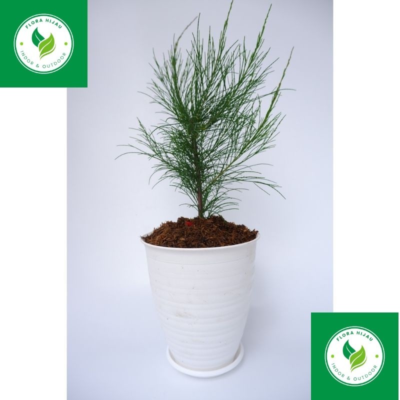 Jual ~ ( BISA COD ) Tanaman Hias Cemara Pinus Merkusi Atau Cemara Udang ...
