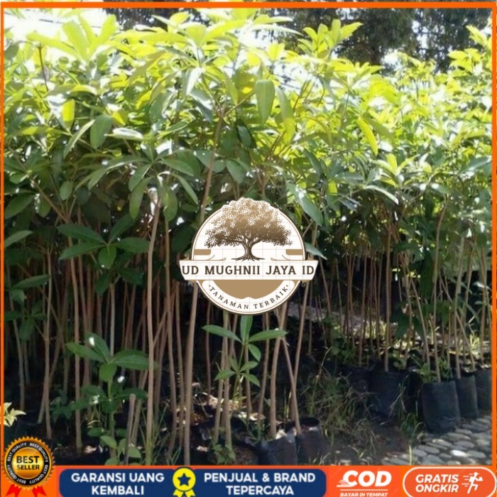 Jual BIBIT POHON PULE PULAI/ BIBIT PULE TINGGI 1METER UP Bibit Tanaman ...