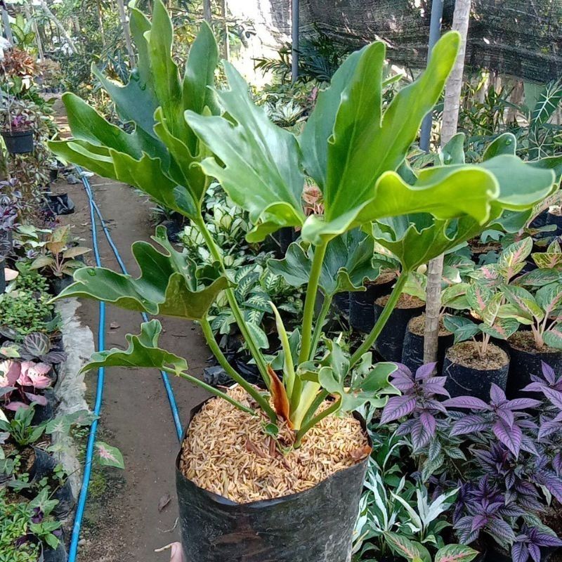 Jual bunga GROSIR Tanaman Hias Bunga Philo Dendron - Monstera segar ...