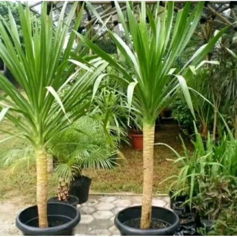 Jual Tanaman Pandan Bali Super Siap tanam sudah berakar Cantik segar ...