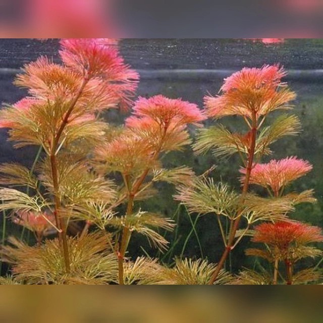 Jual Kabomba Merah / Tanaman Air / Aquascape | Shopee Indonesia