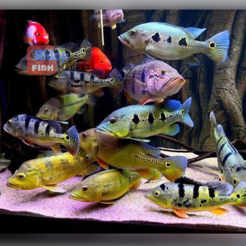 Jual Pemanis aquarium pbass pbas mania orioco kalbe inter mono xingu ...