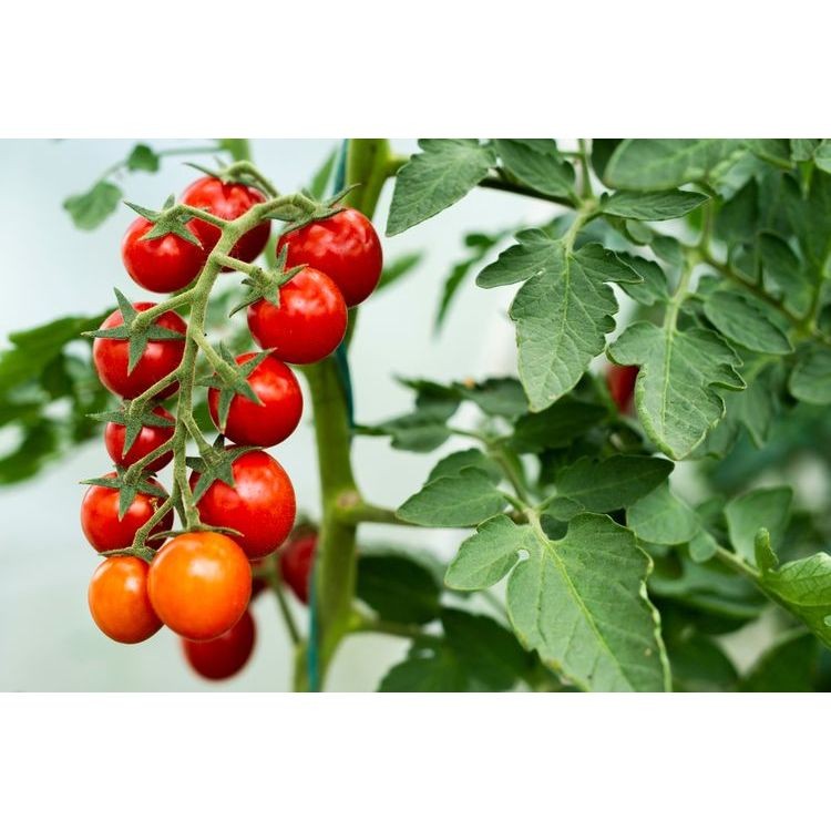 Jual Bibit Tomat Cherry Unggul - Tomat Mini Manis Segar - Cocok ...