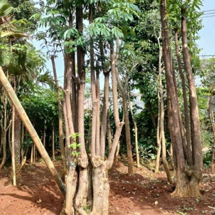 Jual TERBARU TANAMAN// POHON PULE FOSIL//TINGGI 6-7 METER. TERBARU ...