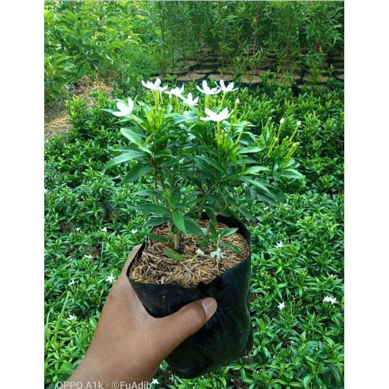 Jual TANAMAN HIAS ROMBUSA (BERBUNGA)) beli 5 gratis 1 | Shopee Indonesia