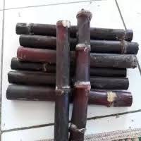Jual bibit tebu ireng tebu hitam tebu wulung | Shopee Indonesia