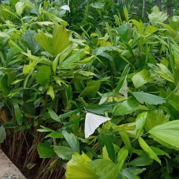 Jual BIBIT AREN GENJAH CEPAT BERBUAH | Shopee Indonesia