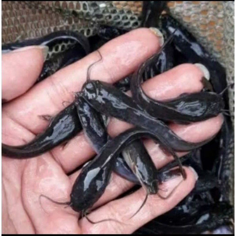 Jual BIBIT IKAN LELE UKURAN 6 - 7 cm | Shopee Indonesia