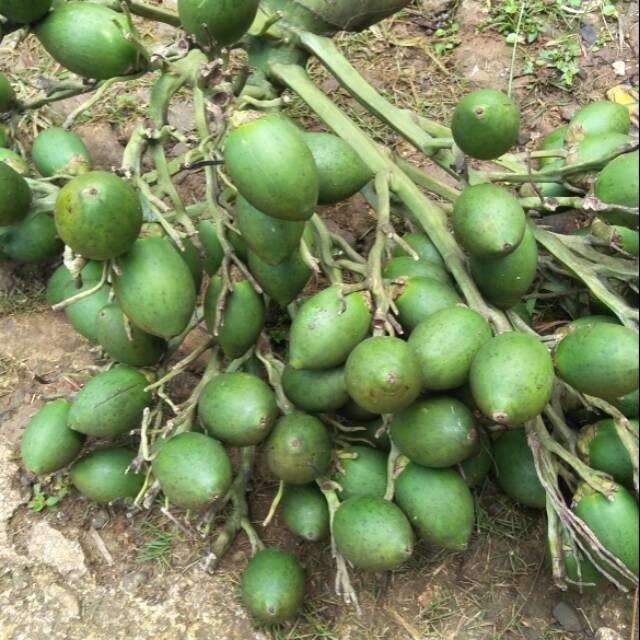 Jual Pinang muda/ tua segar golotok. Per 1 kg | Shopee Indonesia