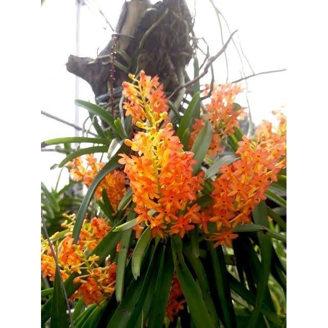 Jual anggrek Vanda ascocentrum miniatum dewasa | Shopee Indonesia