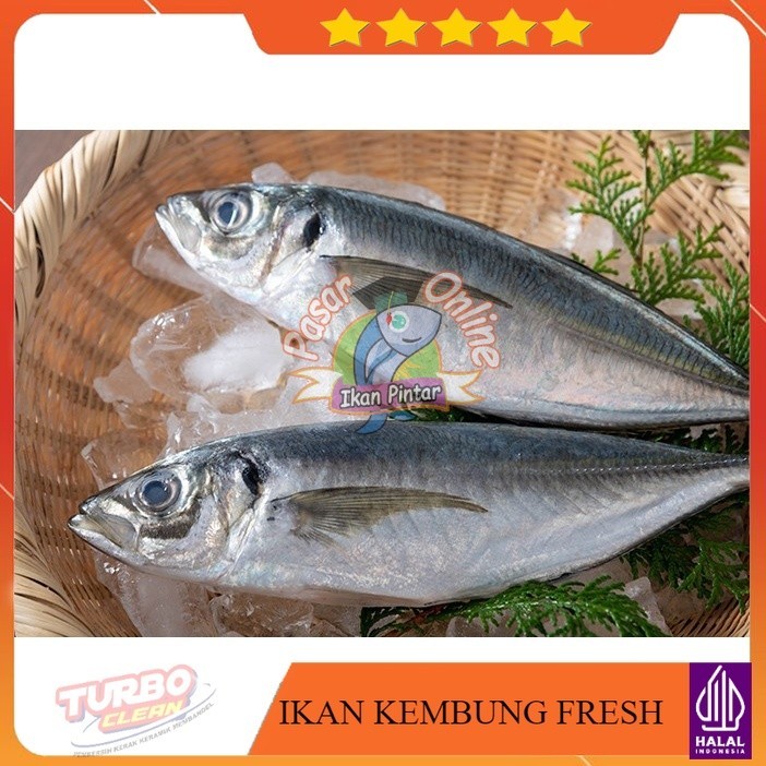 Jual IKAN KEMBUNG FRESH FROZEN DIBERSIHKAN FAST DELIVERY | Shopee Indonesia