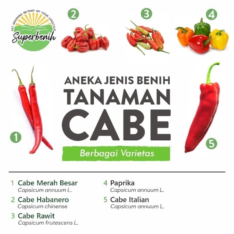 Jual Aneka Benih CABE Berbagai Jenis, Cabe rawit, Cabe rawit hijau ...