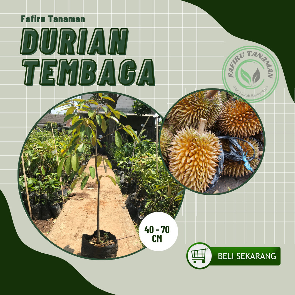 Jual Bibit Durian Super Tembaga Okulasi Siap Tanam Cepat Berbuah | Shopee Indonesia