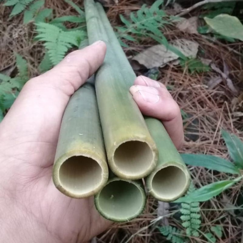 Jual Bambu Tamiang Panjang 70 cm 80 cm | Shopee Indonesia