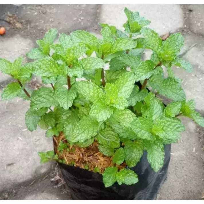 Jual Tanaman Herbal Daun Mint Po'o - Mint Segar Aroma Kuat - Teh Mint ...