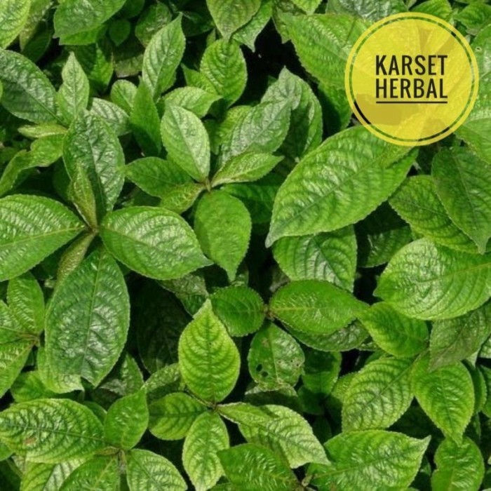 Jual Daun keji beling segar | 500 gram daun keji beling / pecah beling ...