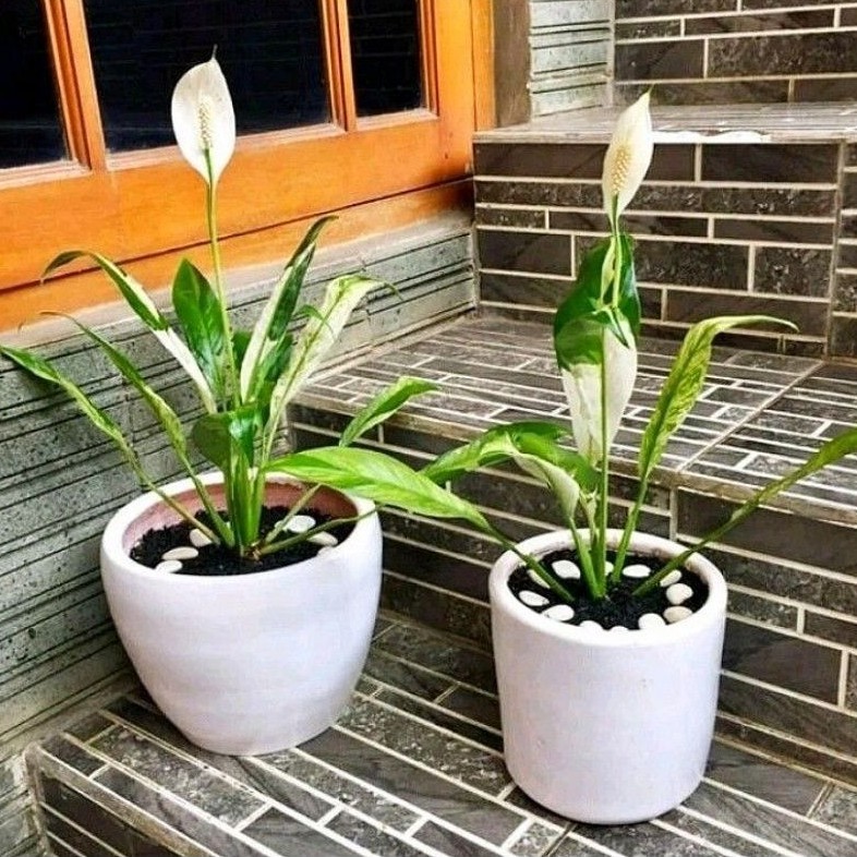 Jual ( BISA COD ) Tanaman Spatufilum Variegata Peace Lily Varigata ...