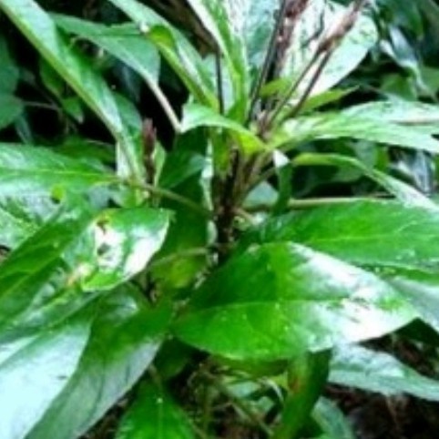 Jual Daun Reundeu 500Gram Lalapan Khas Sunda Jawabarat Lalap Rende ...