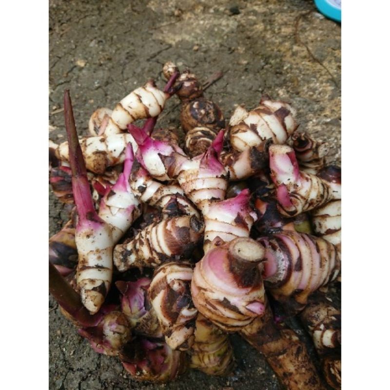 Jual Umbi ganyong merah dan putih segar 500 gram | Shopee Indonesia