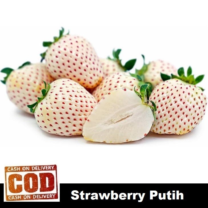 Jual STRAWBERRY PUTIH - 100 biji / bibit / benih STROBERI / STRAWBERRY ...
