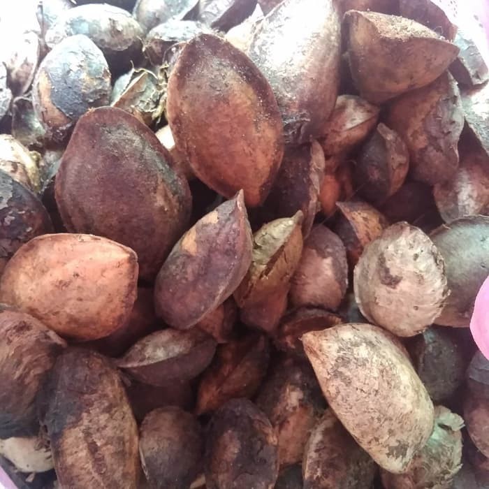 Jual (Terminalia catappa) biji ketapang pantai kering 1000 gram ...